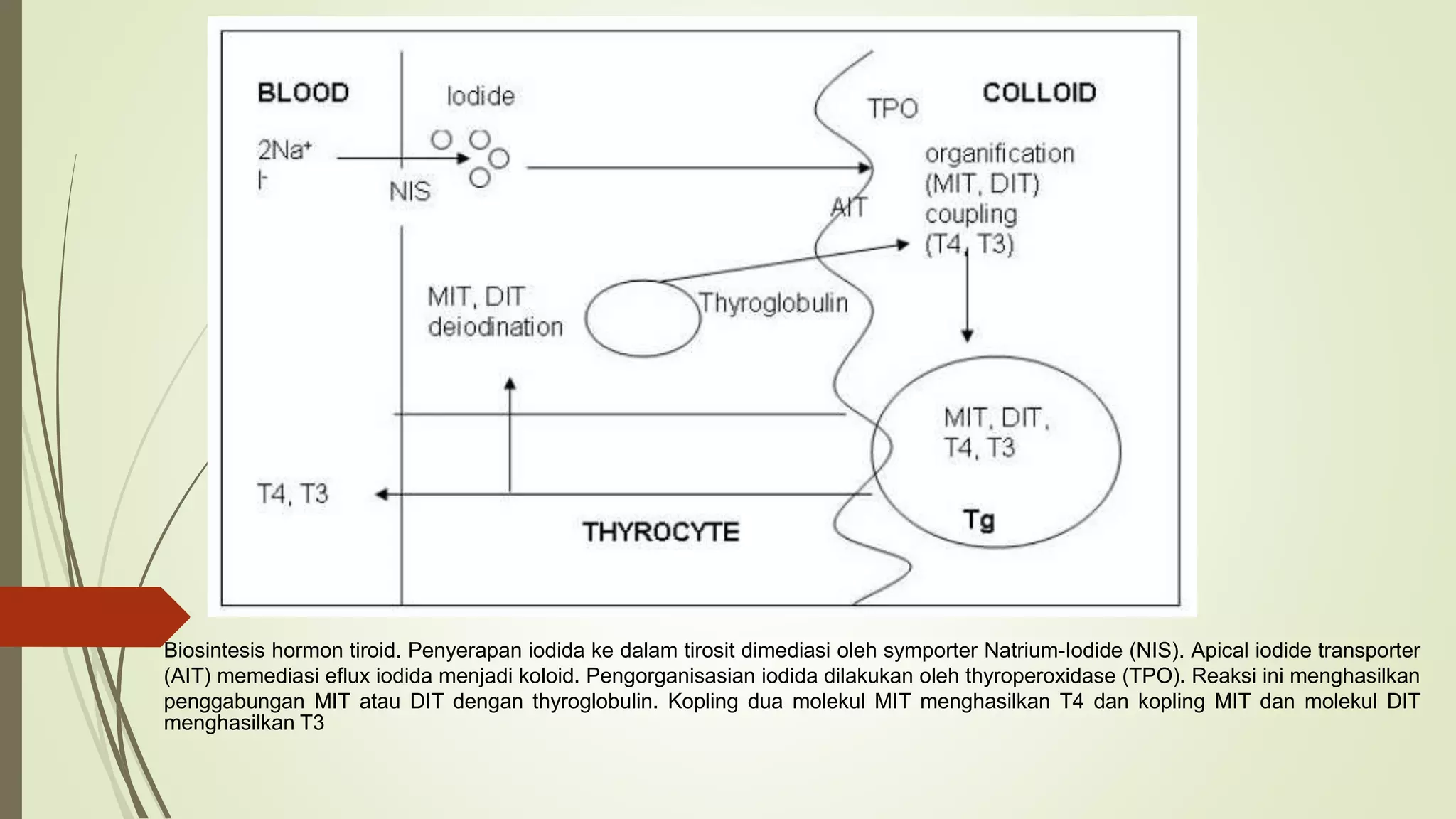 Fisiologi tiroid dan paratioid | PPTX
