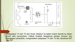 Fisiologi tiroid dan paratioid | PPTX