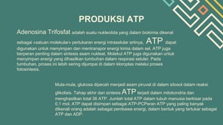 FISIOLOGI TUMBUHAN.pptx