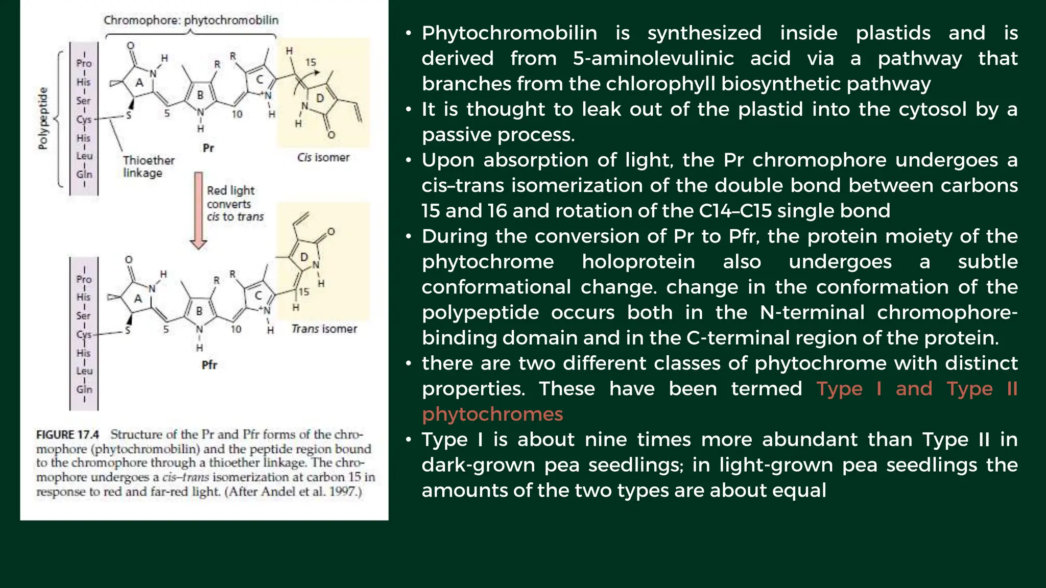 fotomorfogenesis adalah perkembangan yang dimediasi cahaya | PPTX
