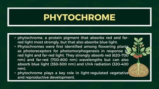 fotomorfogenesis adalah perkembangan yang dimediasi cahaya | PPTX ...