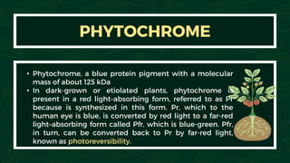 fotomorfogenesis adalah perkembangan yang dimediasi cahaya | PPTX ...