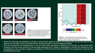 fotomorfogenesis adalah perkembangan yang dimediasi cahaya | PPTX ...