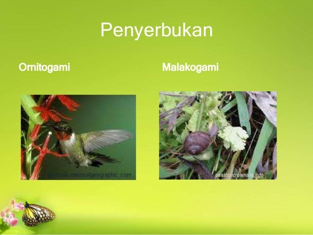 Inilah Contoh Bunga Entomogami yang Lagi Ngetrend - Informasi Seputar ...