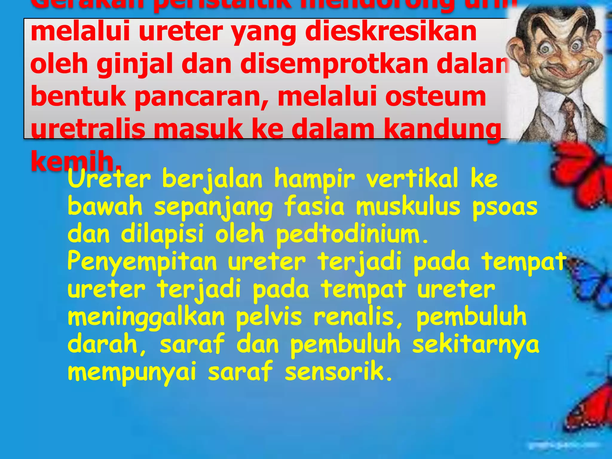 Fisiologi ureter, vesika urinaria, dan uretra | PPTX