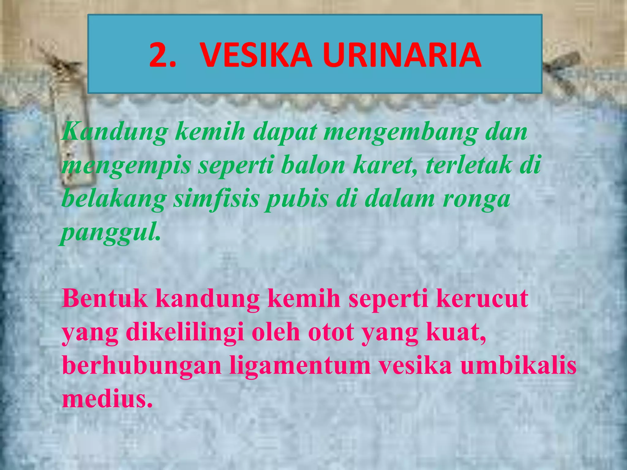 Fisiologi ureter, vesika urinaria, dan uretra | PPTX