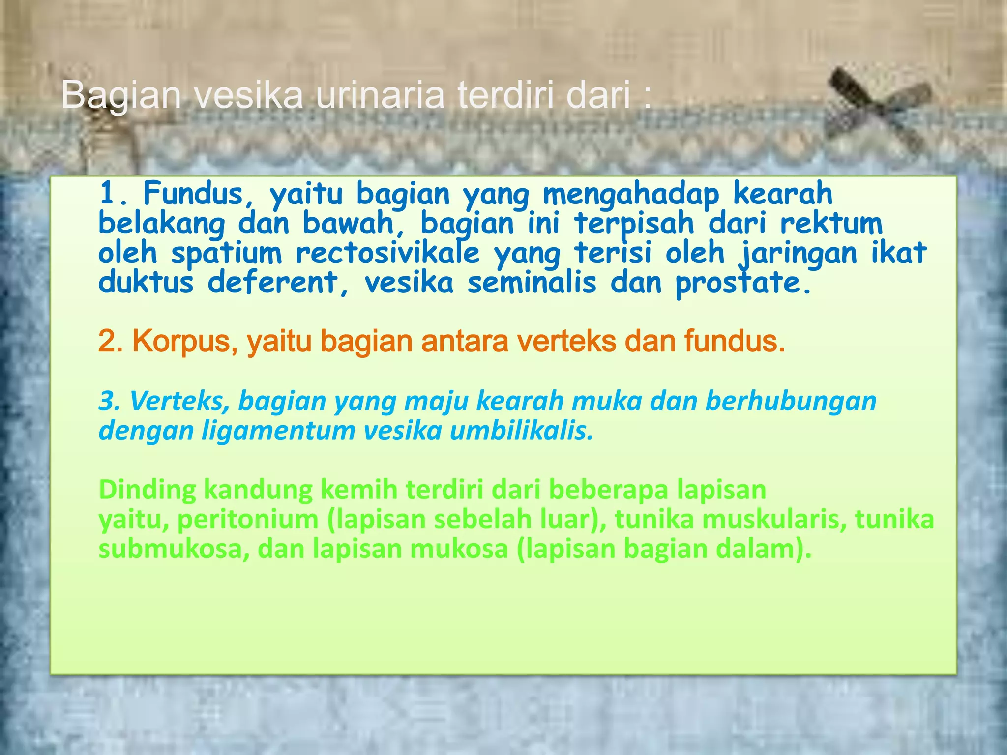 Fisiologi ureter, vesika urinaria, dan uretra | PPTX