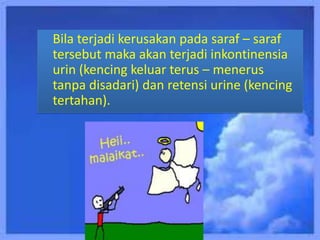 Fisiologi ureter, vesika urinaria, dan uretra | PPTX