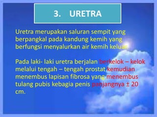 Fisiologi ureter, vesika urinaria, dan uretra | PPTX