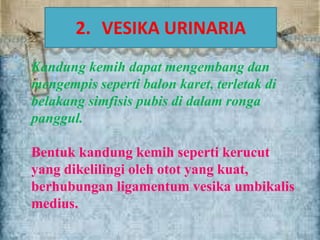 Fisiologi ureter, vesika urinaria, dan uretra | PPTX