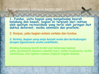 Fisiologi ureter, vesika urinaria, dan uretra | PPTX