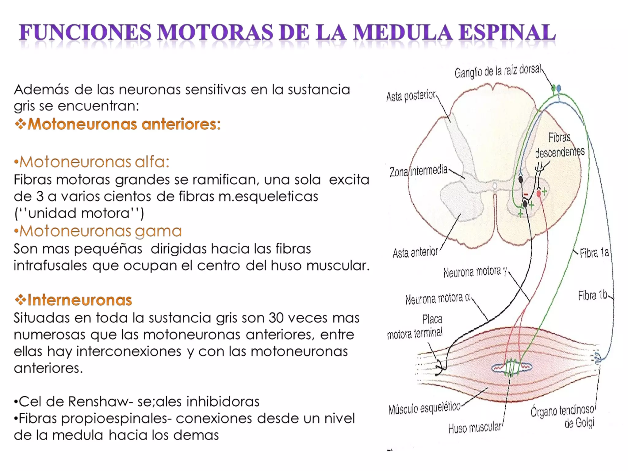Fisiologia Funciones Motoras | PPT