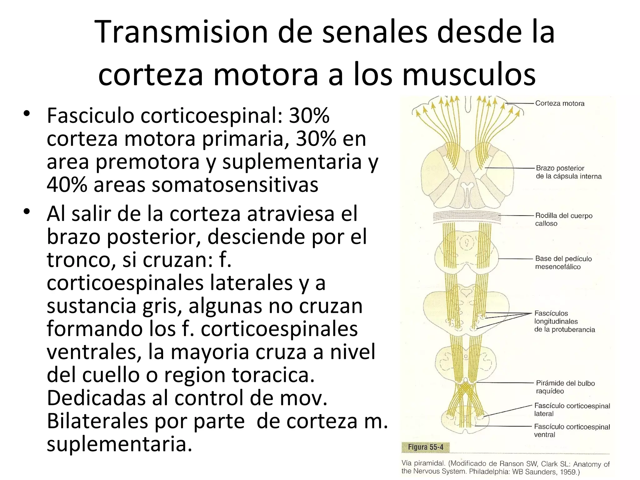 Fisiologia Funciones Motoras | PPT