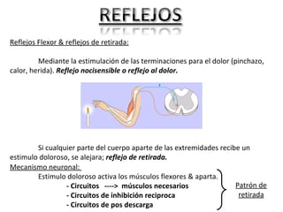 Fisiologia Funciones Motoras | PPT