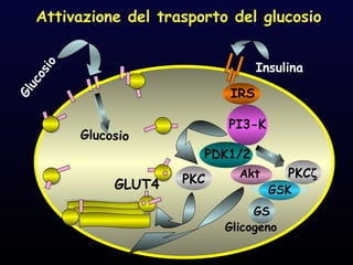 tolleranza al glucosio ed azione dell'insulina | PPT