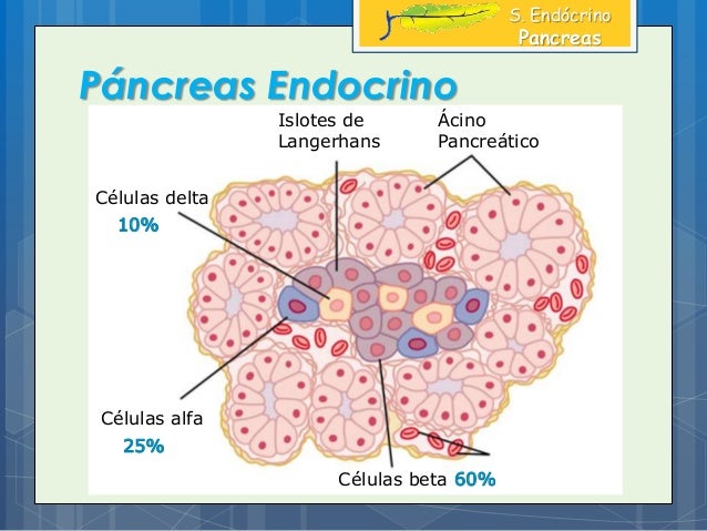 Pancreas Endocrino Fisiologia KarinaBerm
