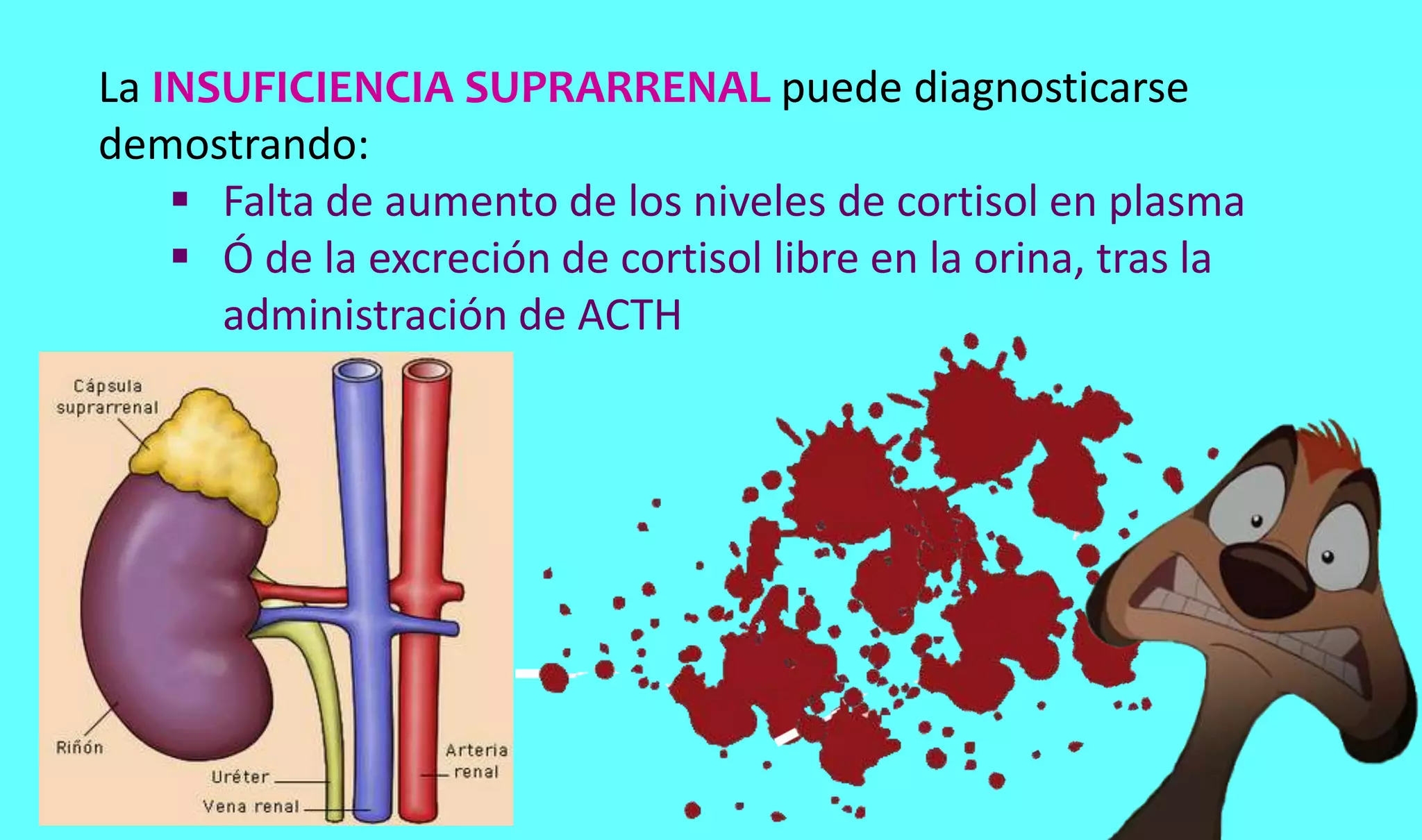 Glándula Suprarrenal [Fisiopatología] | PPTX