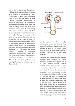 Fisioopatología De la Hidronerosis | PDF