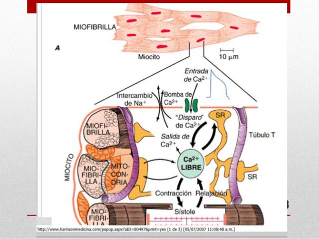Fisiopatología De La Hipertensión Arterial