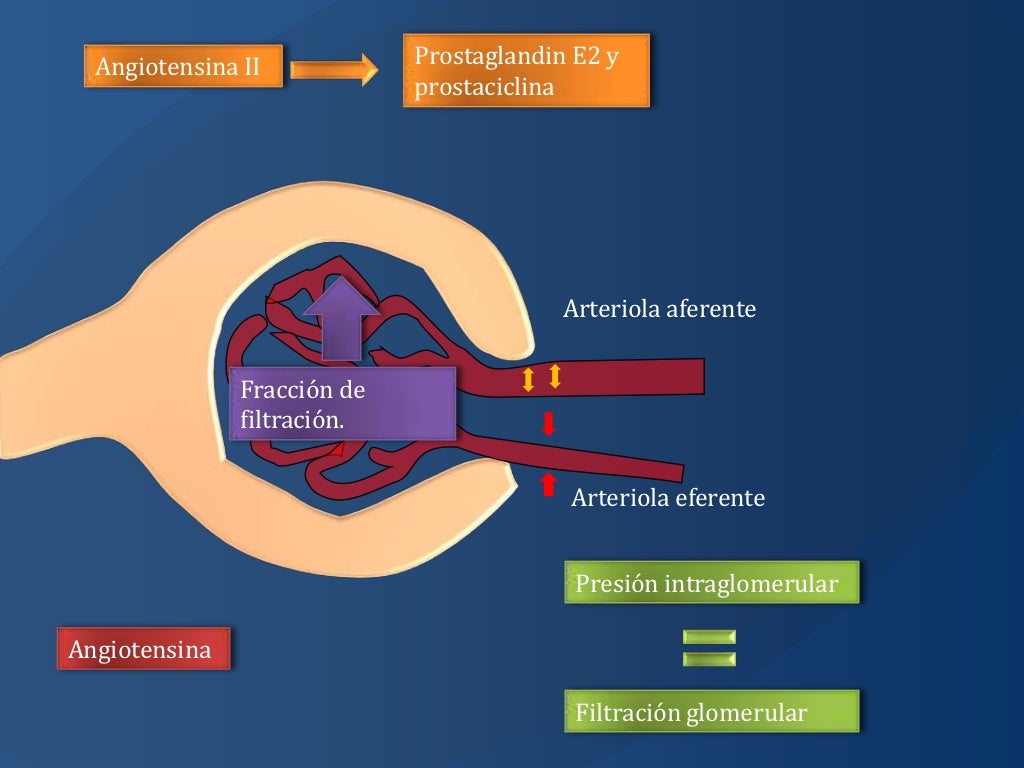 Fisiopatología de la insuficiencia renal aguda