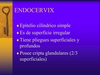 Fisiopatología del cáncer cervicouterino | PPTX