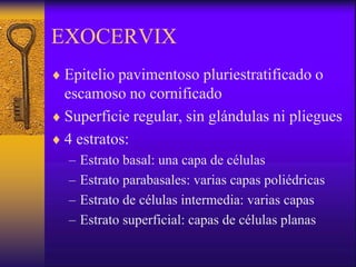 Fisiopatología del cáncer cervicouterino | PPTX
