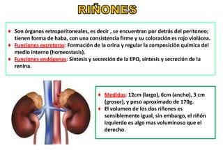 Fisiopatología del sistema renal.pptx