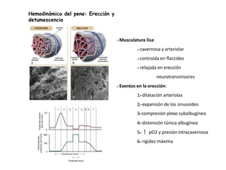 Fisiopatología, diagnóstico y tratamiento de la disfunción erectil | PPTX