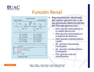 Fisiopatología iv | PDF