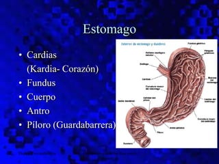 Fisiopatologa_ SISTEMA_DIGESTIVO.ppt