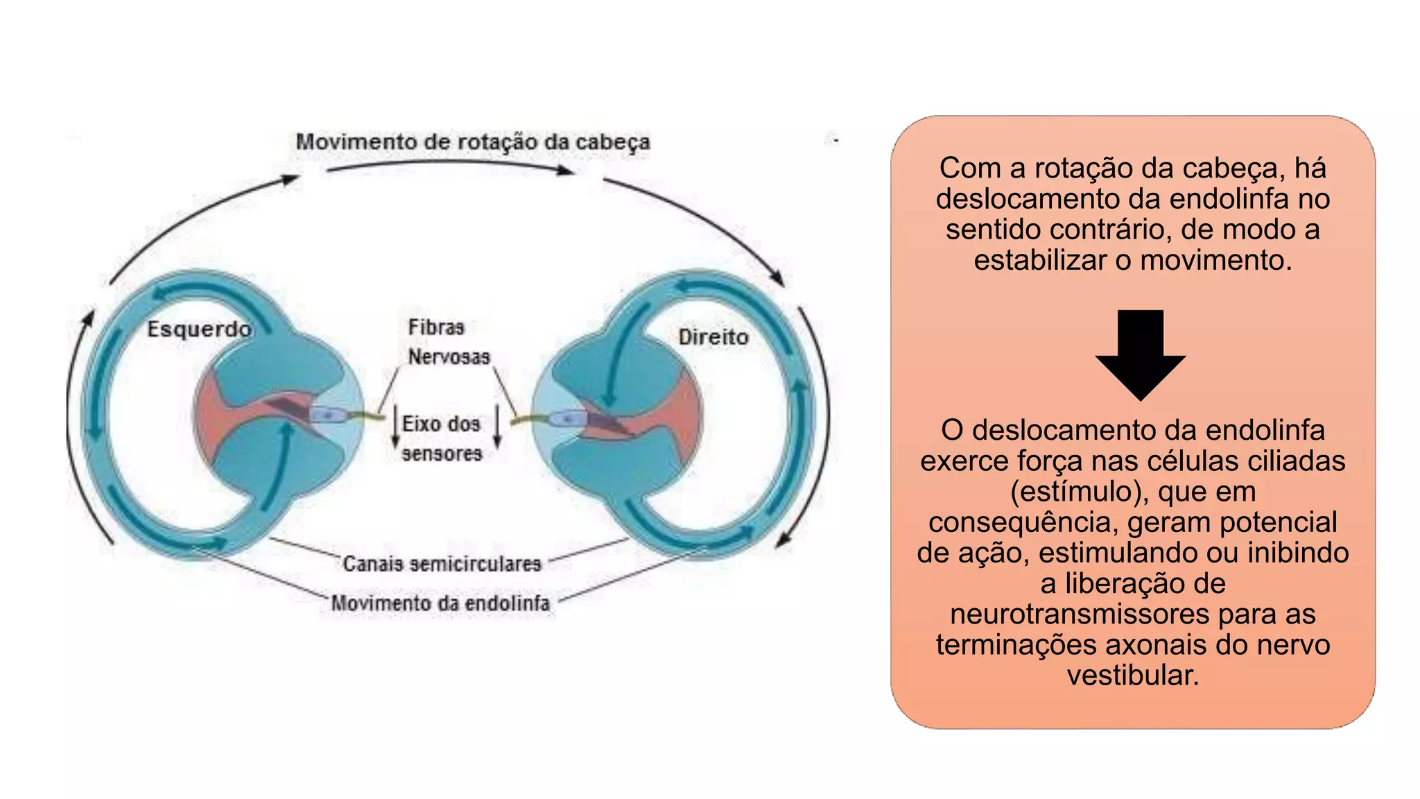 Fisiopatologia da Labirintite | PPTX
