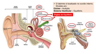 Fisiopatologia da Labirintite | PPTX