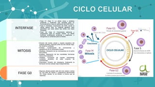 CLASE DE FISIOPATOLOGIA DEL CANCER PARA TM | PDF