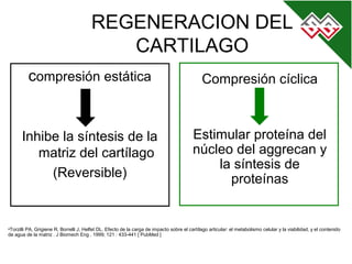 Fisiopatología del Cartílago Articular | PPT