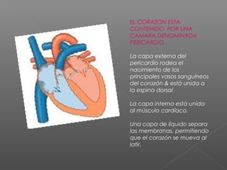 Fisiopatologia del corazon | PPT