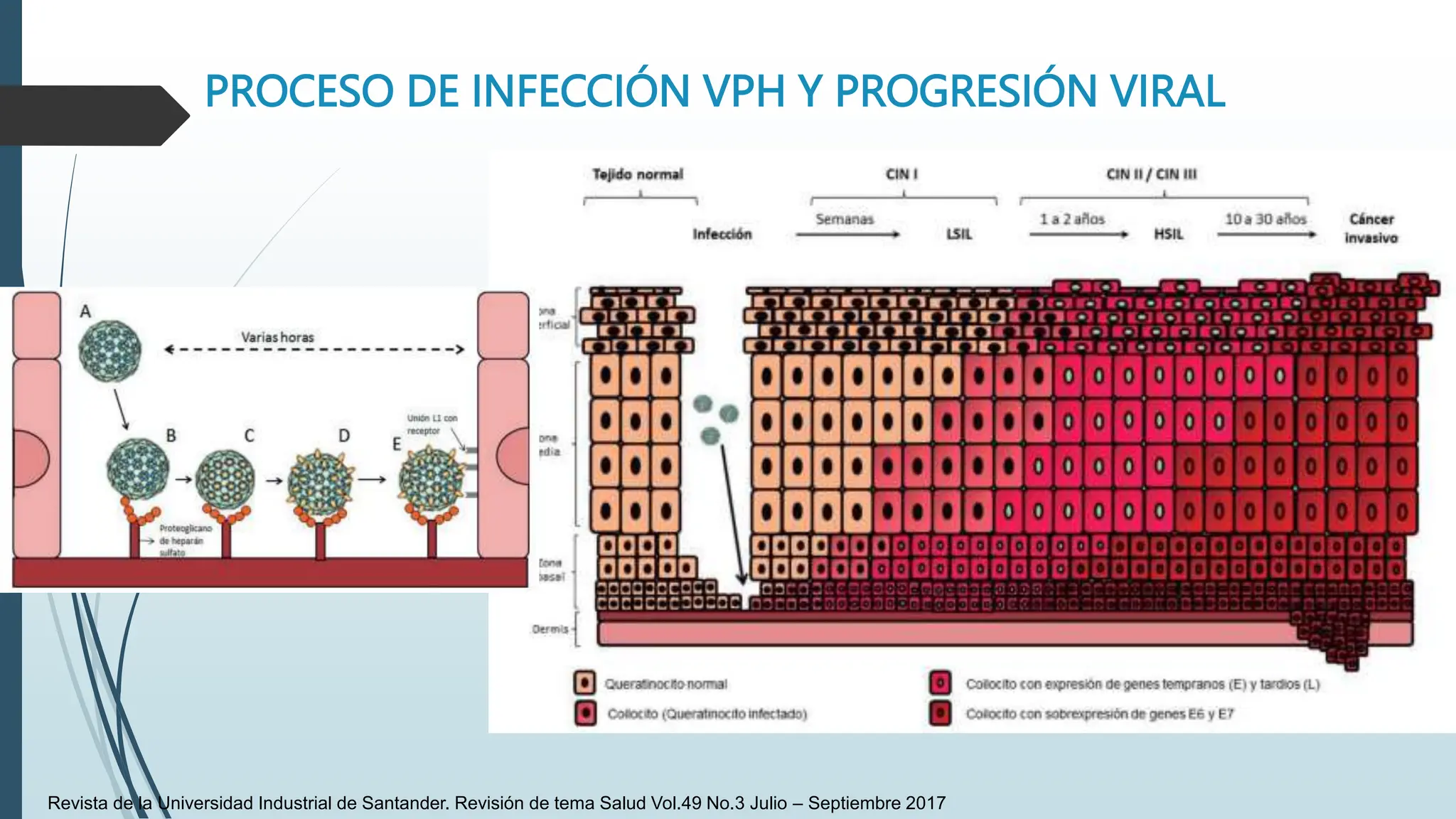 Fisiopatología de la infección por virus de VPH | PPTX | Biological ...