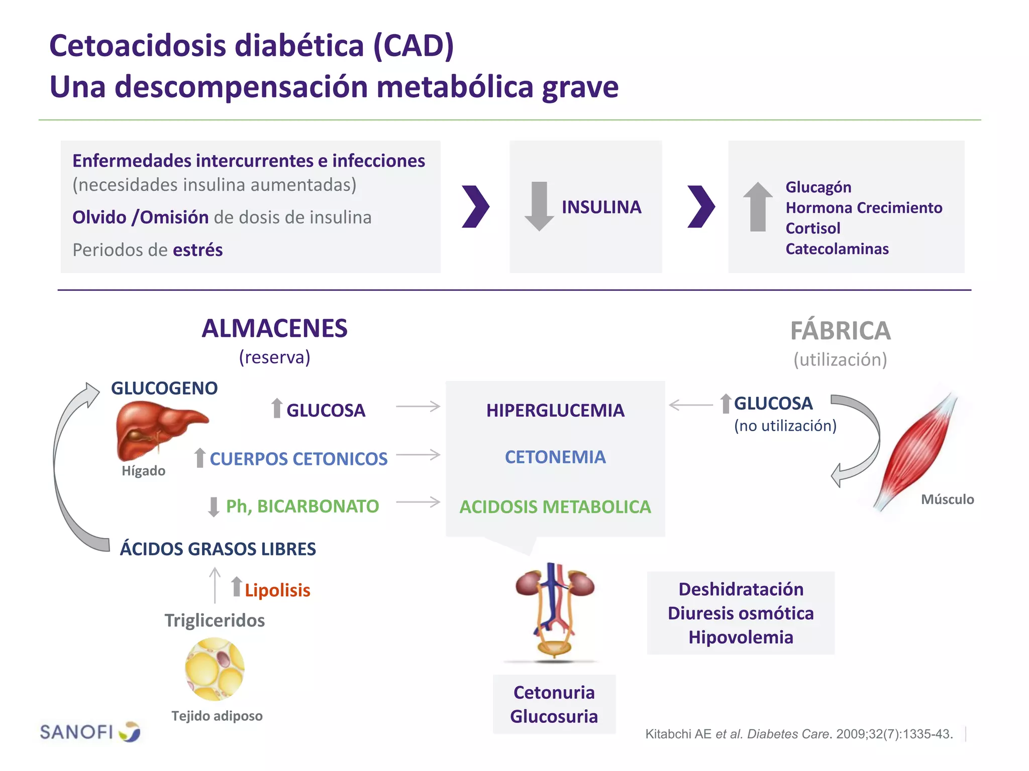 Fisiopatologia_diabetes.pdf