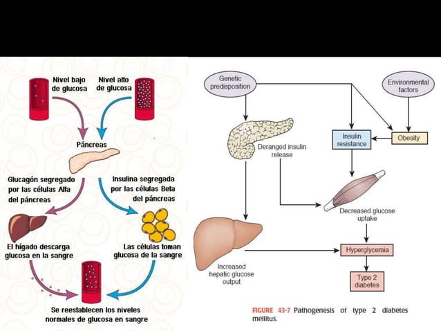 Fisiopatologia dm2 | PPTX