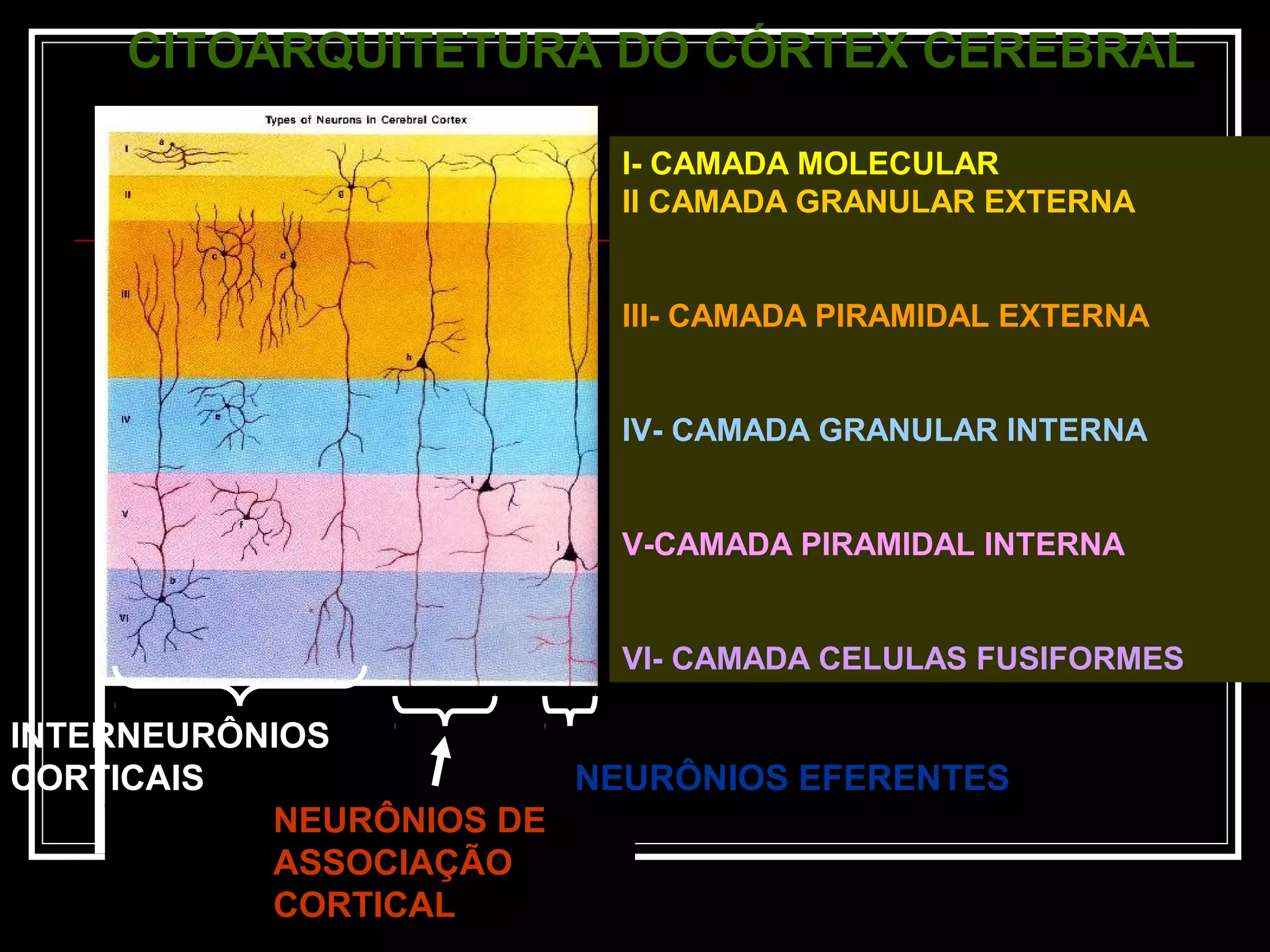 Fisiopatologia do córtex cerebral | PPT | Brain and Nervous System ...