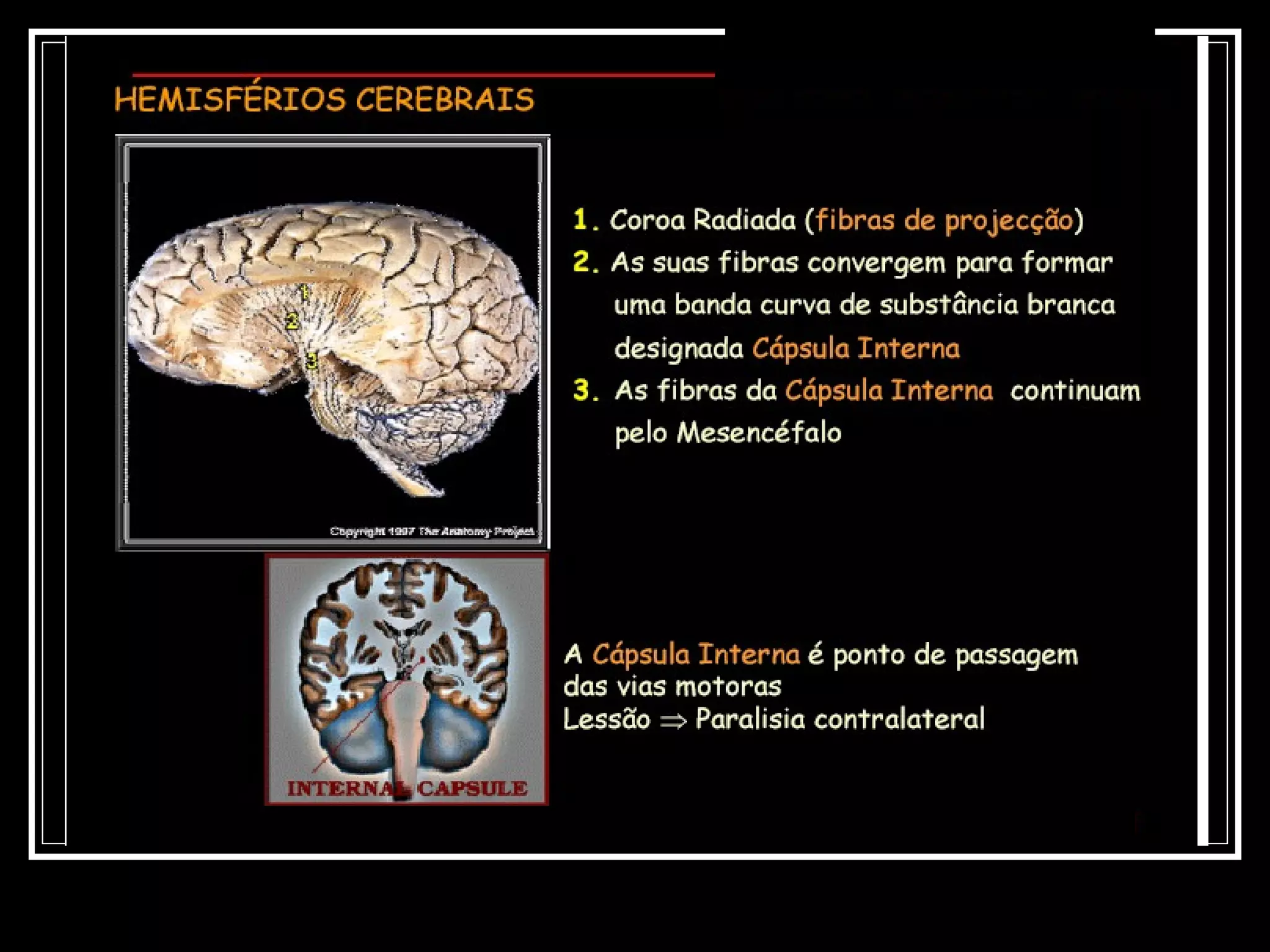 Fisiopatologia do córtex cerebral