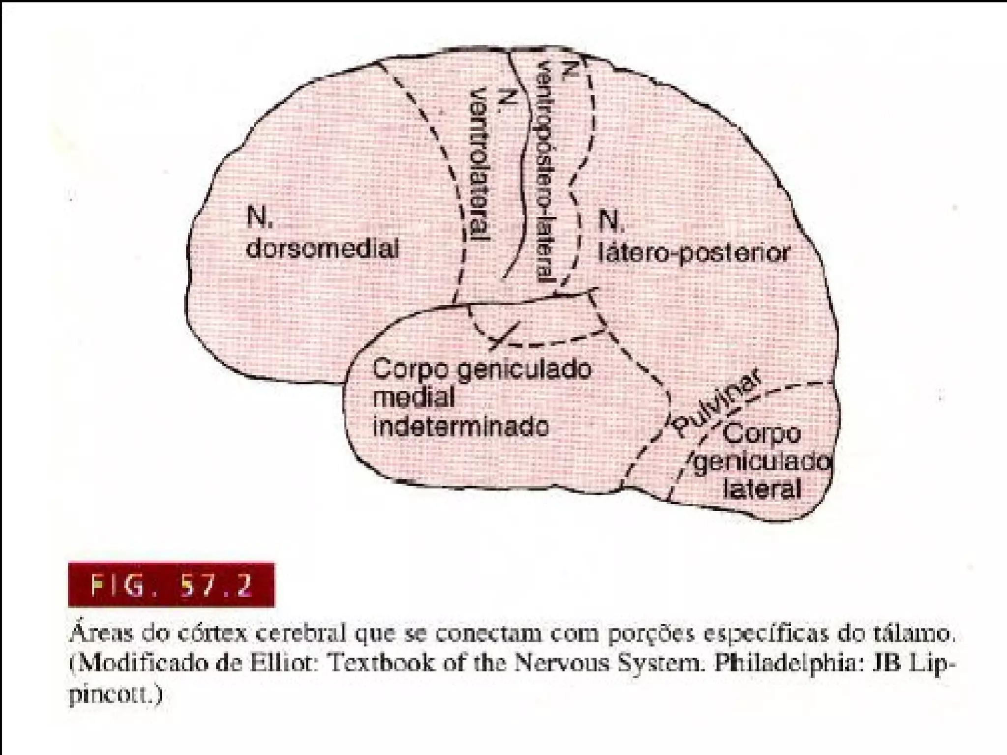 Fisiopatologia do córtex cerebral