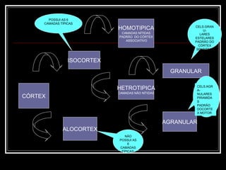Fisiopatologia do córtex cerebral | PPT