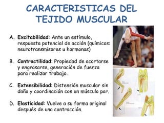Fisiopatologia iv sal fisiologia muscular | PPTX