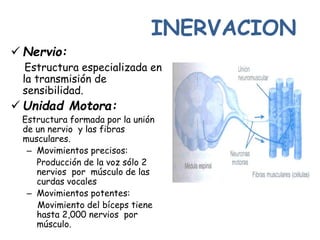 Fisiopatologia iv sal fisiologia muscular | PPTX