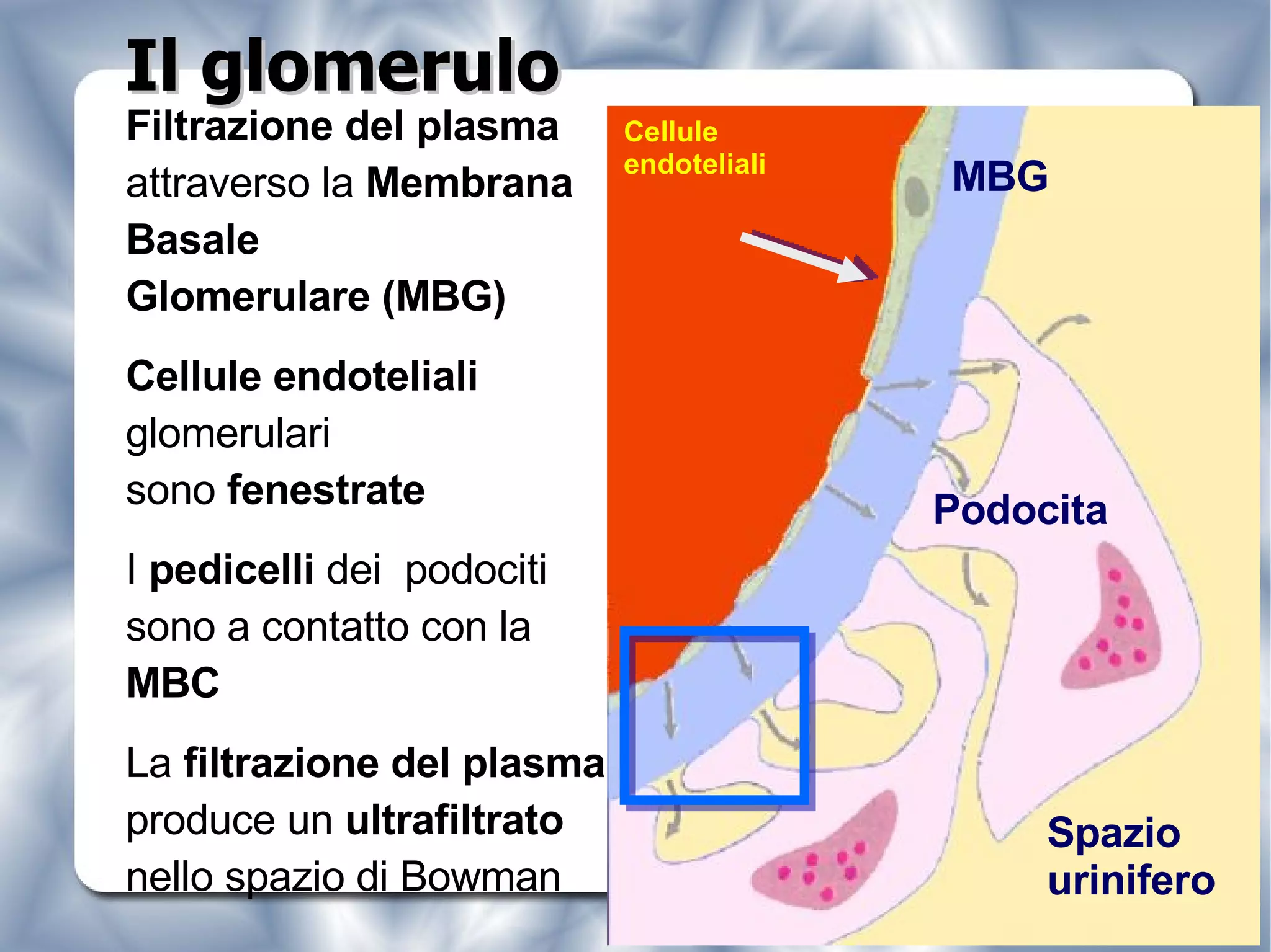 Fisiopatologia Renale | ODP