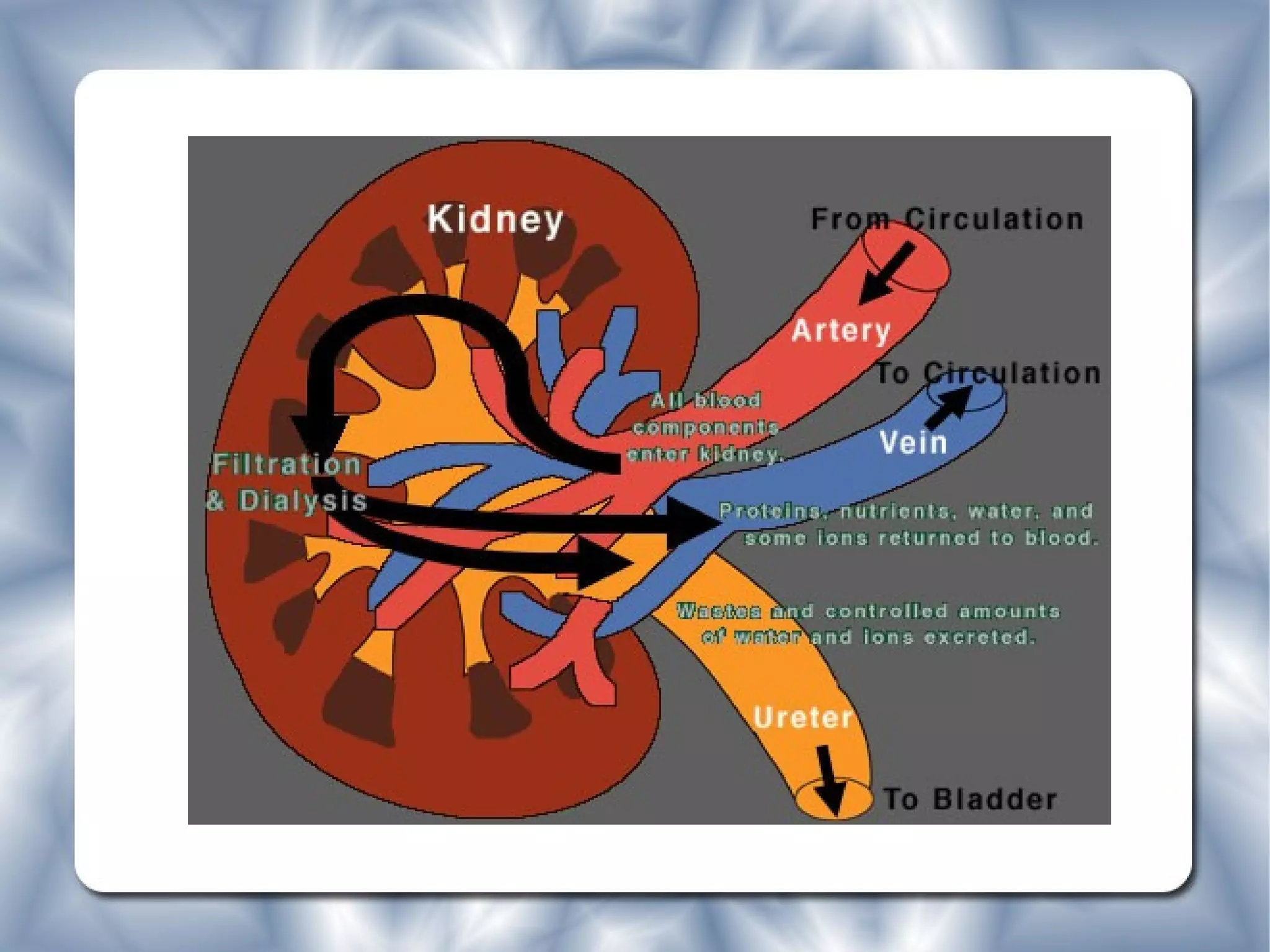 Fisiopatologia Renale | ODP