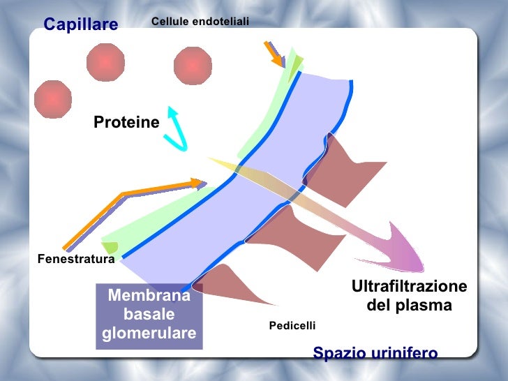 Fisiopatologia Renale