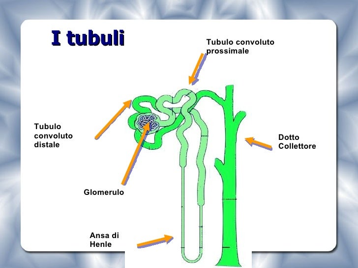Fisiopatologia Renale