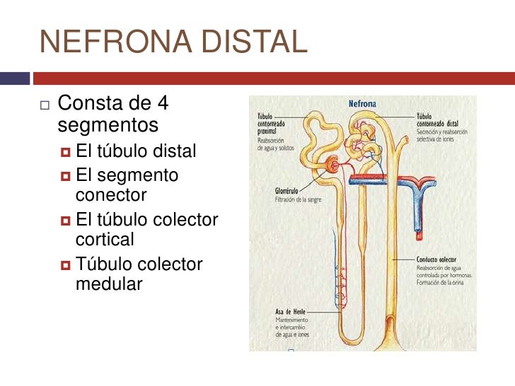 Fisiologia renal
