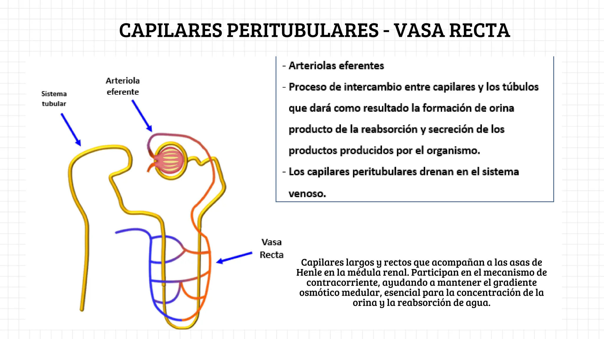 FISIO RENAL - Histología Renal - Sistema URINARIO | PDF